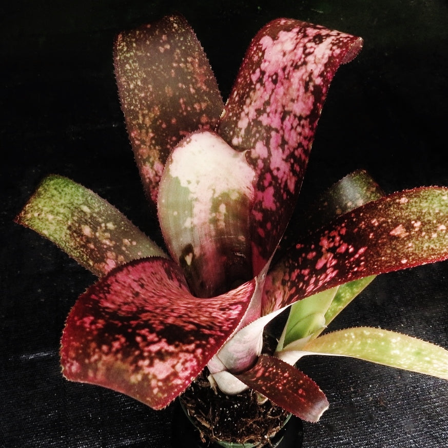 Billbergia 'Pink Champagne' - Bromeliad Paradise