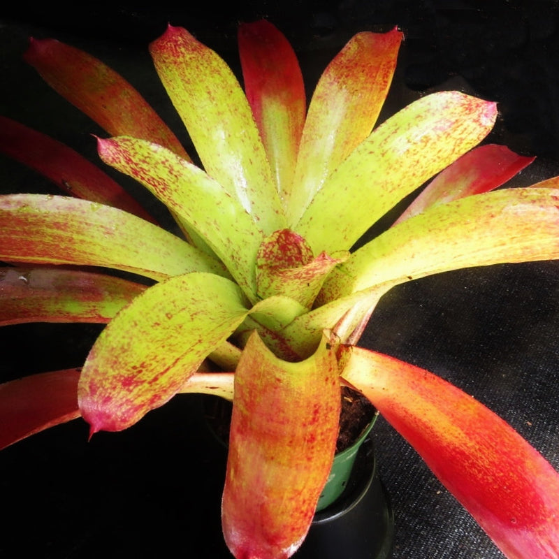 Neoregelia 'Barbarian Gold' - Bromeliad Paradise