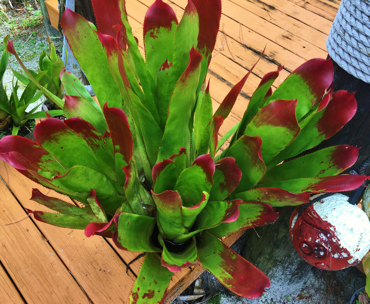 Aechmea ampla - Bromeliad Paradise