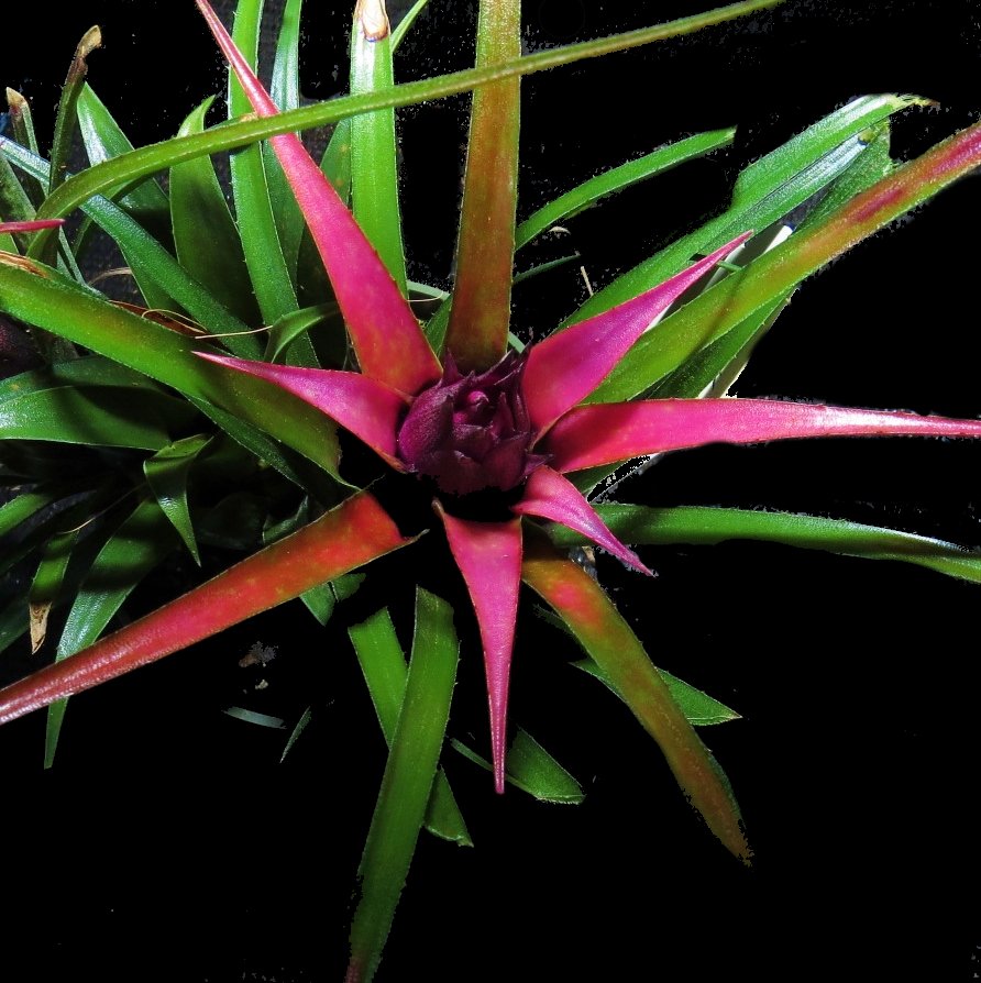 Aechmea recurvata cv 'Benrathii' - Bromeliad Paradise
