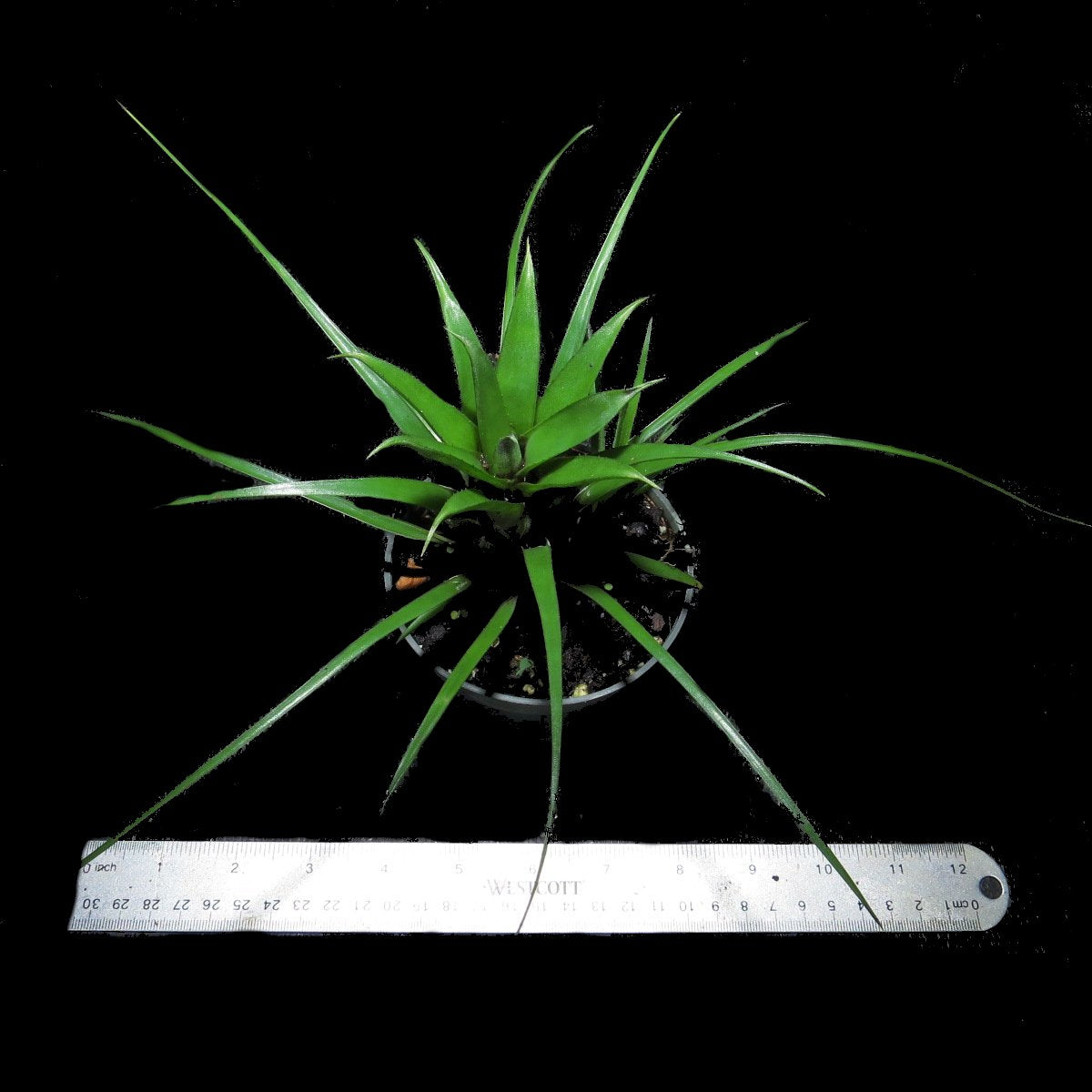 Aechmea recurvata cv 'Benrathii' - Bromeliad Paradise