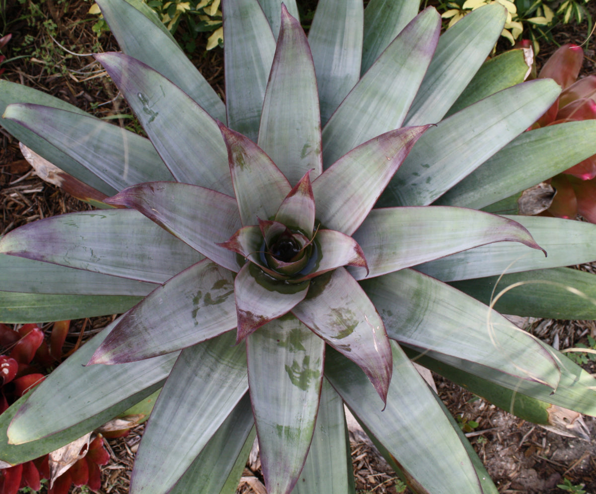 Alcantarea imperialis - Bromeliad Paradise