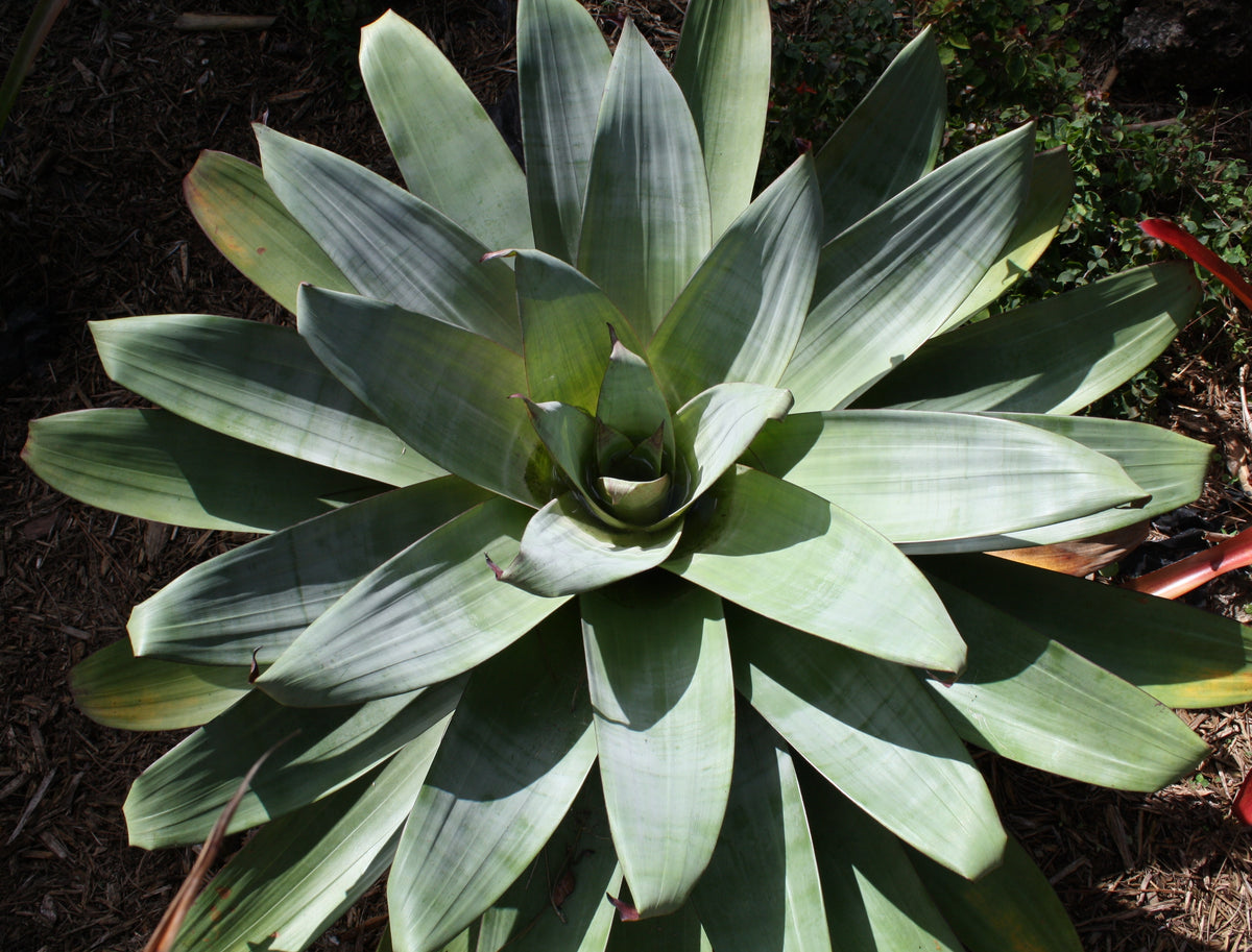 Alcantarea imperialis - Bromeliad Paradise