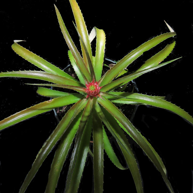 Ananas 'Mini Pineapple' - Bromeliad Paradise