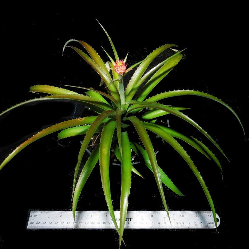 Ananas 'Mini Pineapple' - Bromeliad Paradise