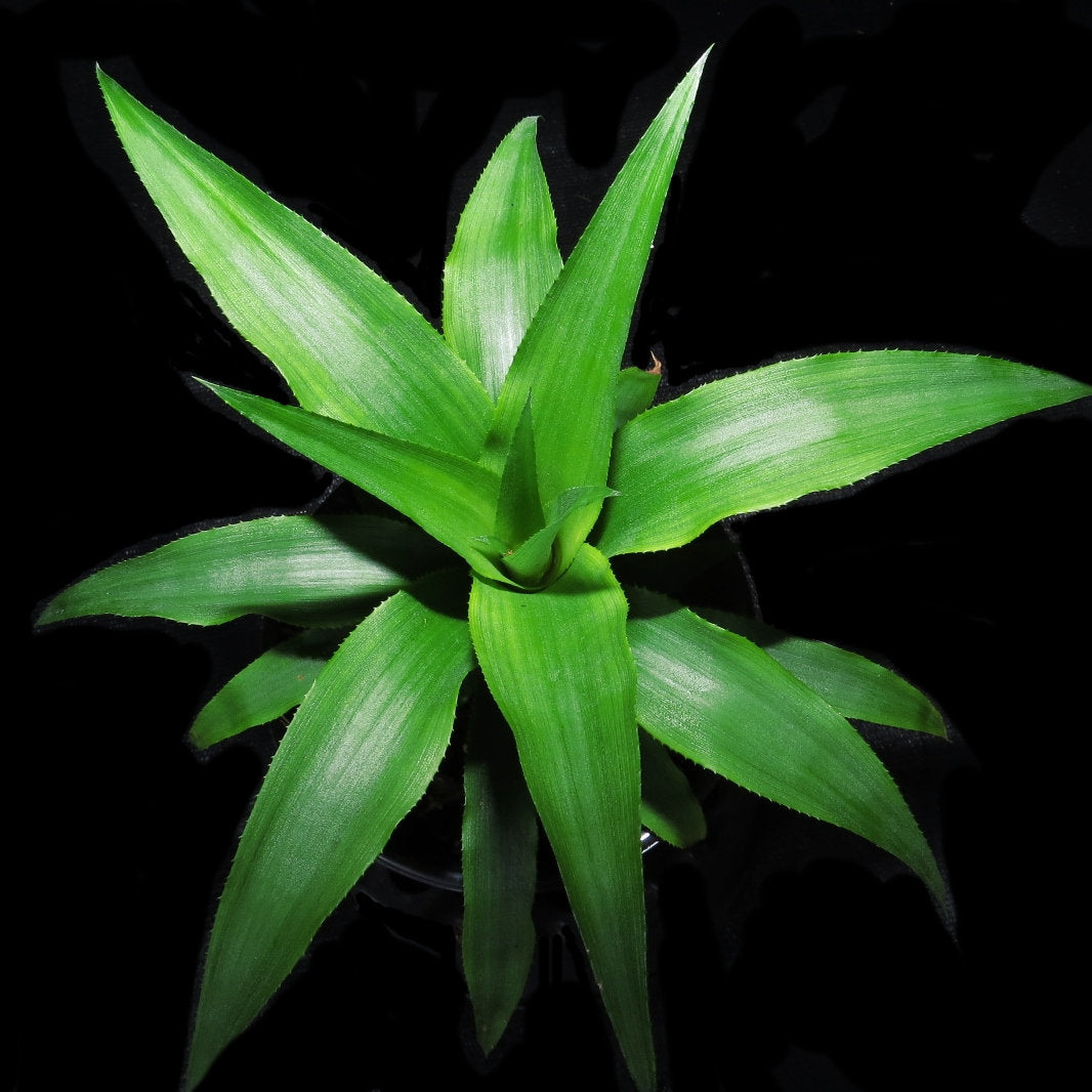 Ananas cosomus Gourmet Pineapple 'Elite Gold' - Bromeliad Paradise