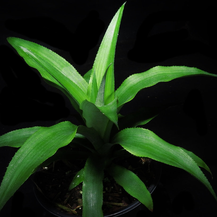 Ananas cosomus Gourmet Pineapple 'Elite Gold' - Bromeliad Paradise