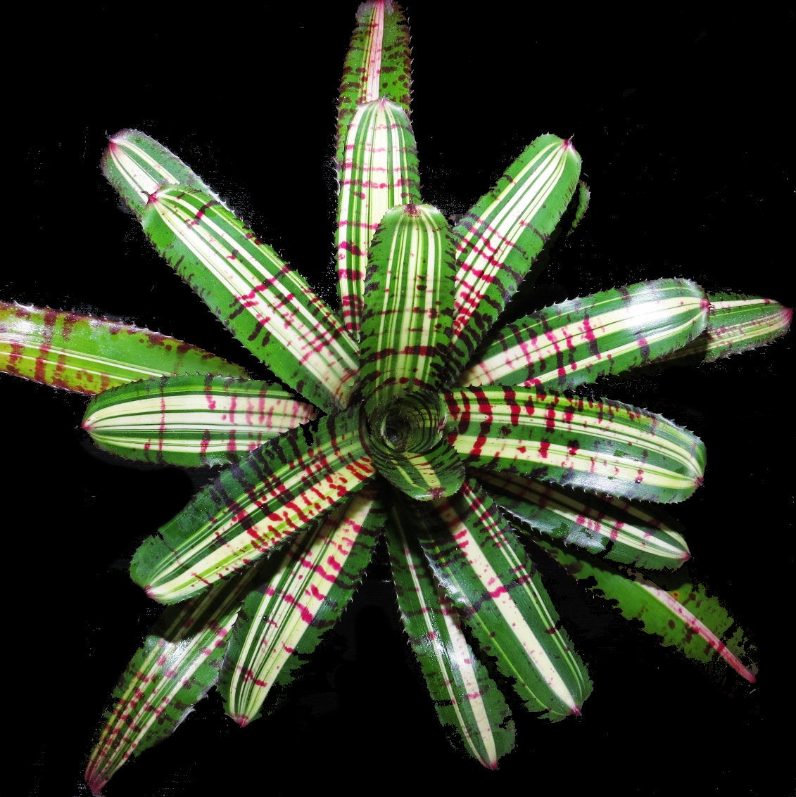 Neoregelia carolinae ‘Tricolor’ X ‘Skotak’s Tiger’ (Variegated ...