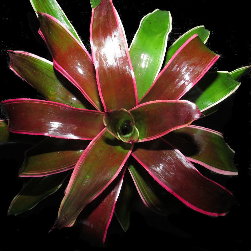 Neoregelia 'Baby Chester' - Bromeliad Paradise