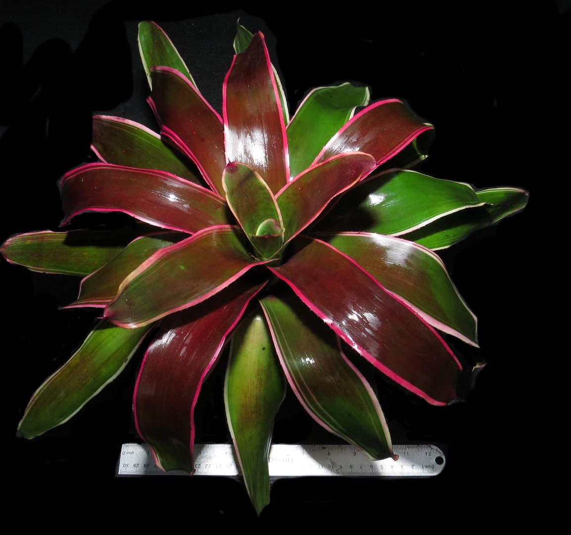 Neoregelia 'Baby Chester' - Bromeliad Paradise