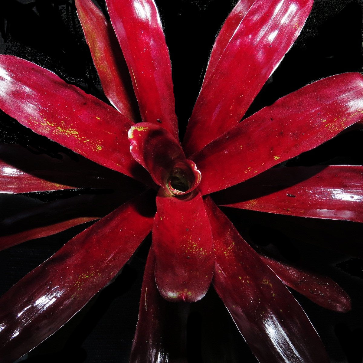 Neoregelia 'Bing Cherry' x compacta - Bromeliad Paradise