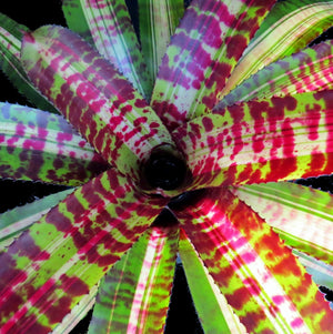 Neoregelia - Bromeliad Paradise