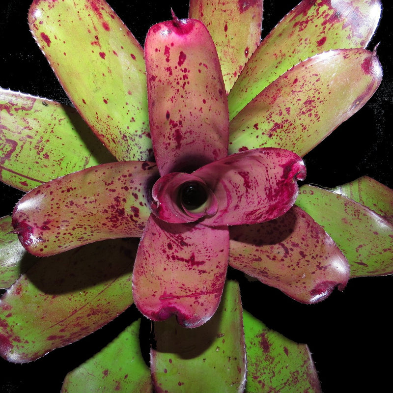 Neoregelia Page 5 m - Bromeliad Paradise