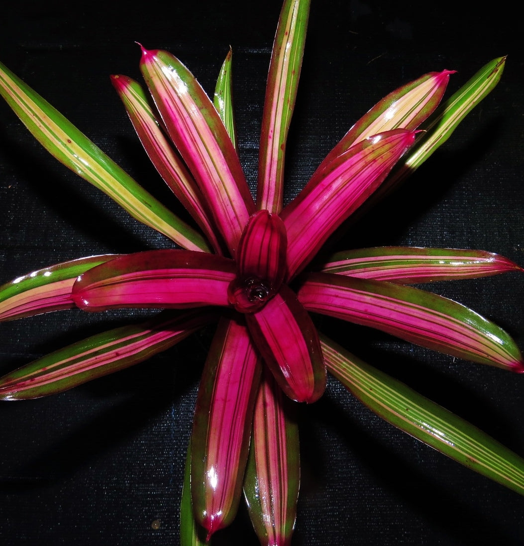 Neoregelia 'Perfection' - Bromeliad Paradise