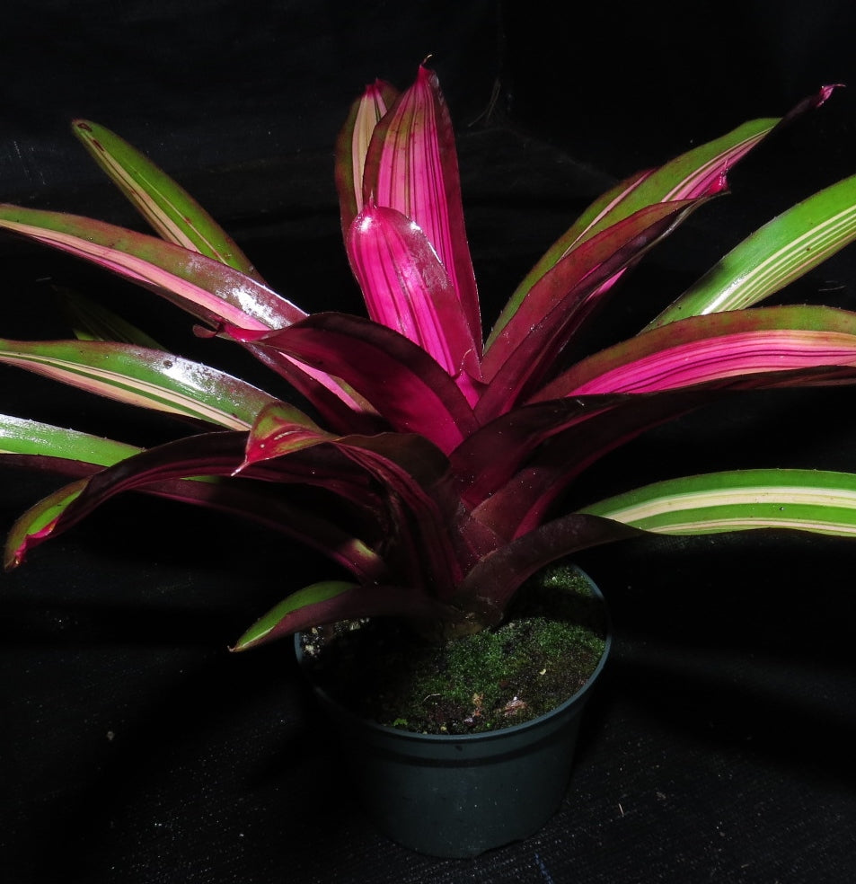 Neoregelia 'Perfection' - Bromeliad Paradise