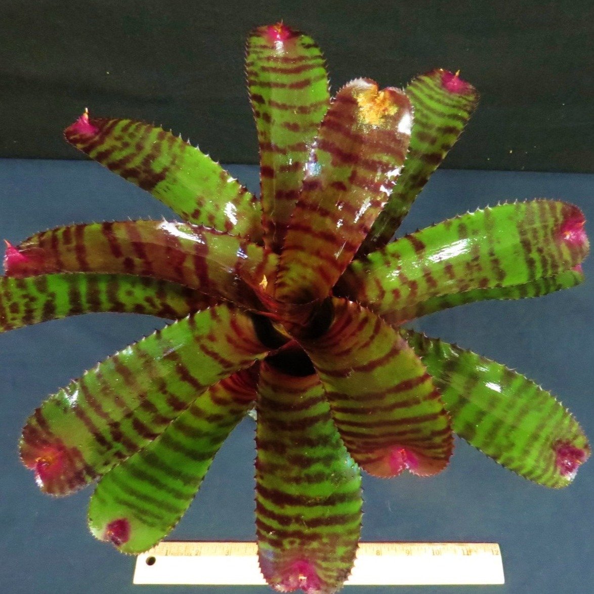Neoregelia 'Red Tiger' (AKA 'Grove's Red Tiger') - Bromeliad Paradise