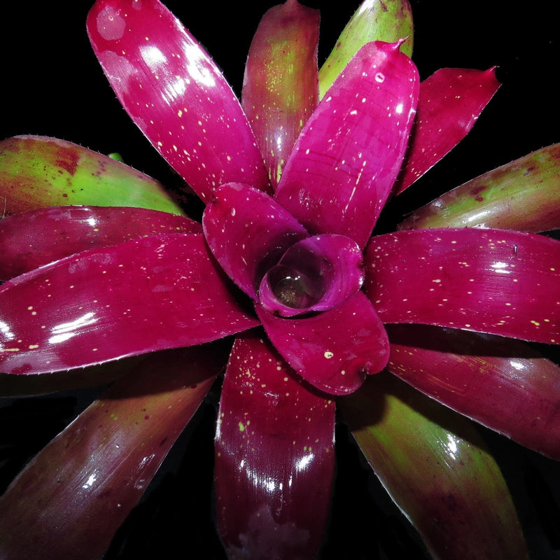 Neoregelia Page 5 m - Bromeliad Paradise
