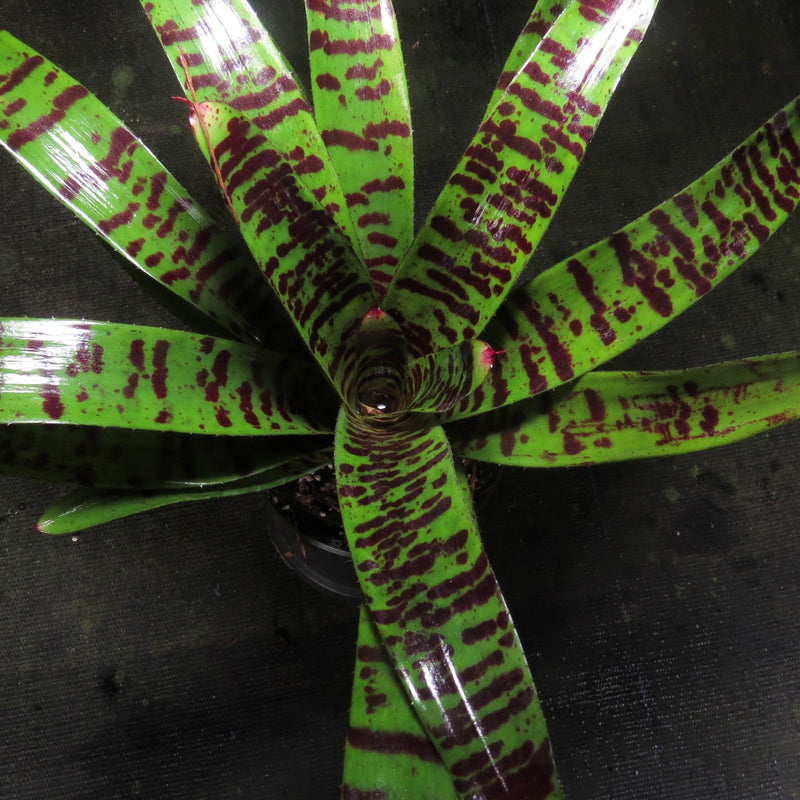 Neoregelia 'Tarantula' - Bromeliad Paradise