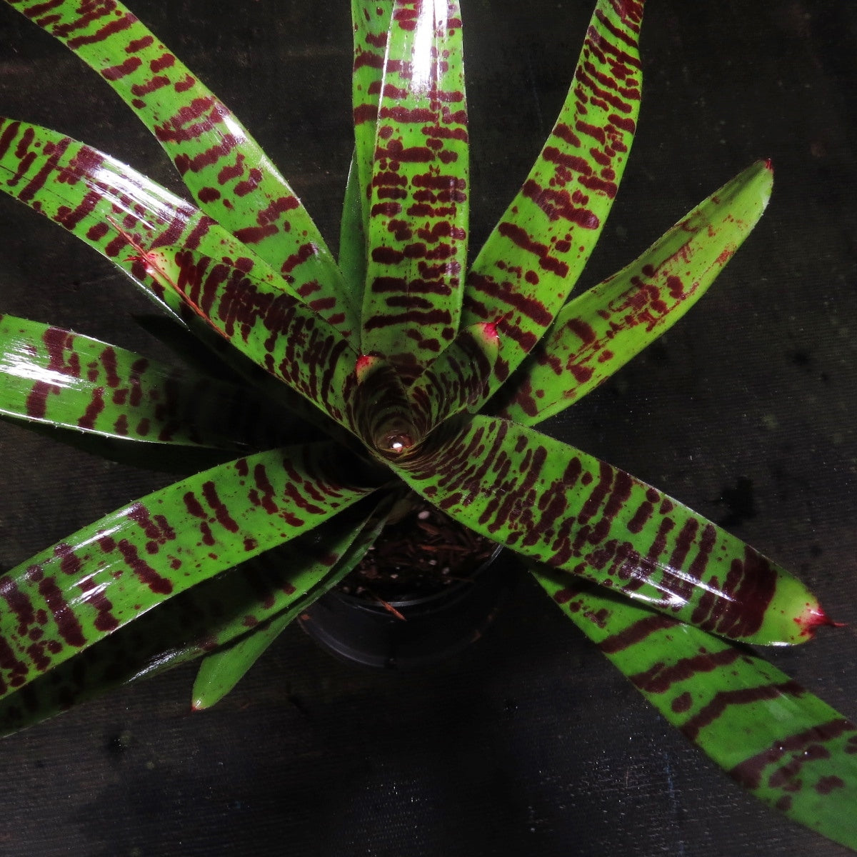 Neoregelia 'Tarantula' - Bromeliad Paradise