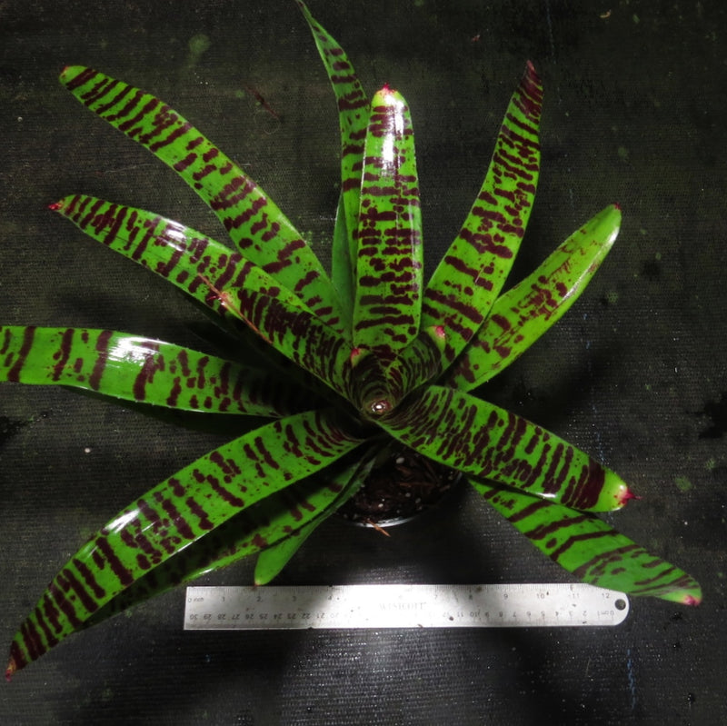 Neoregelia 'Tarantula' - Bromeliad Paradise