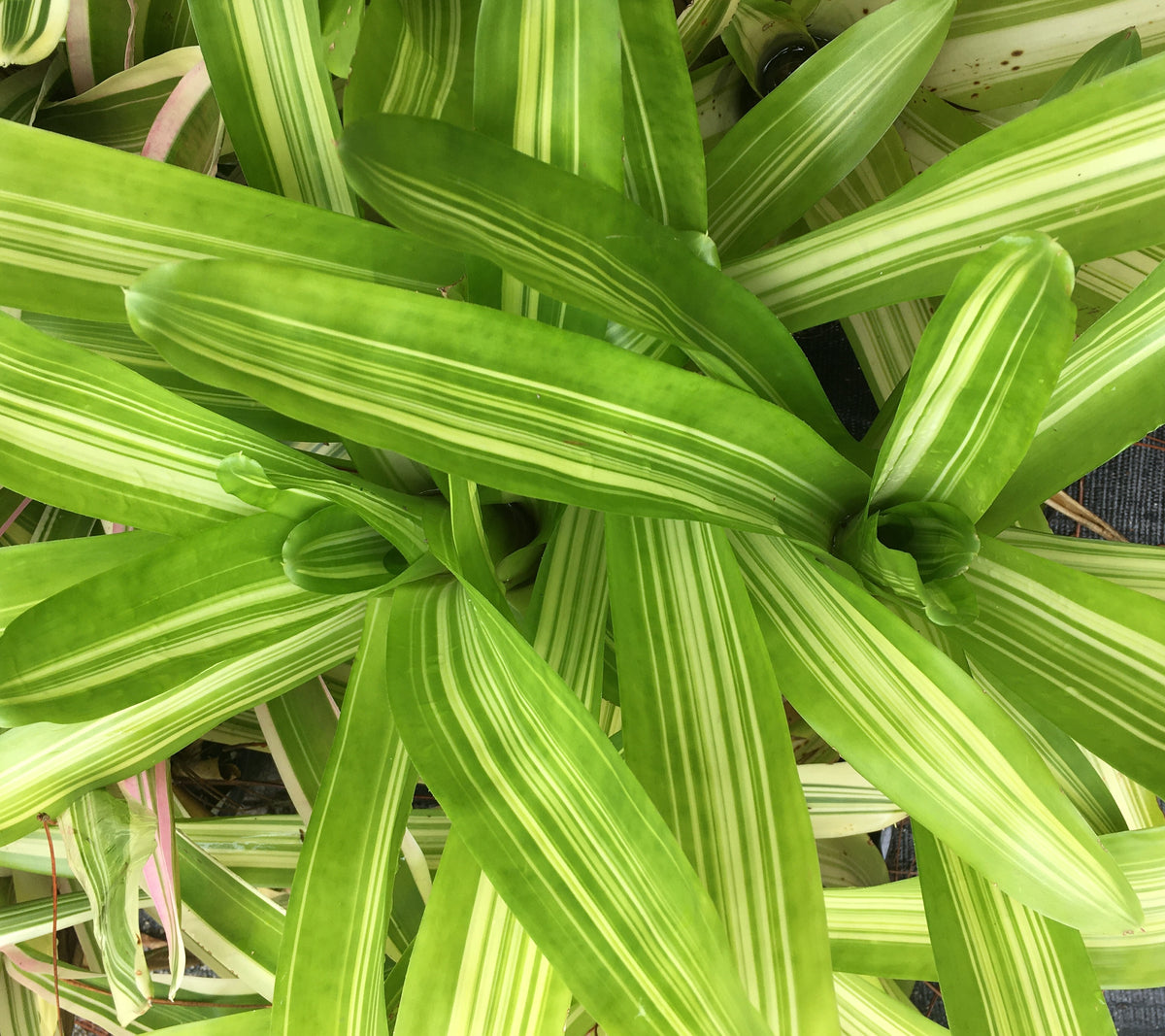 Neoregelia mcwilliamsii 'Variegated' - Bromeliad Paradise