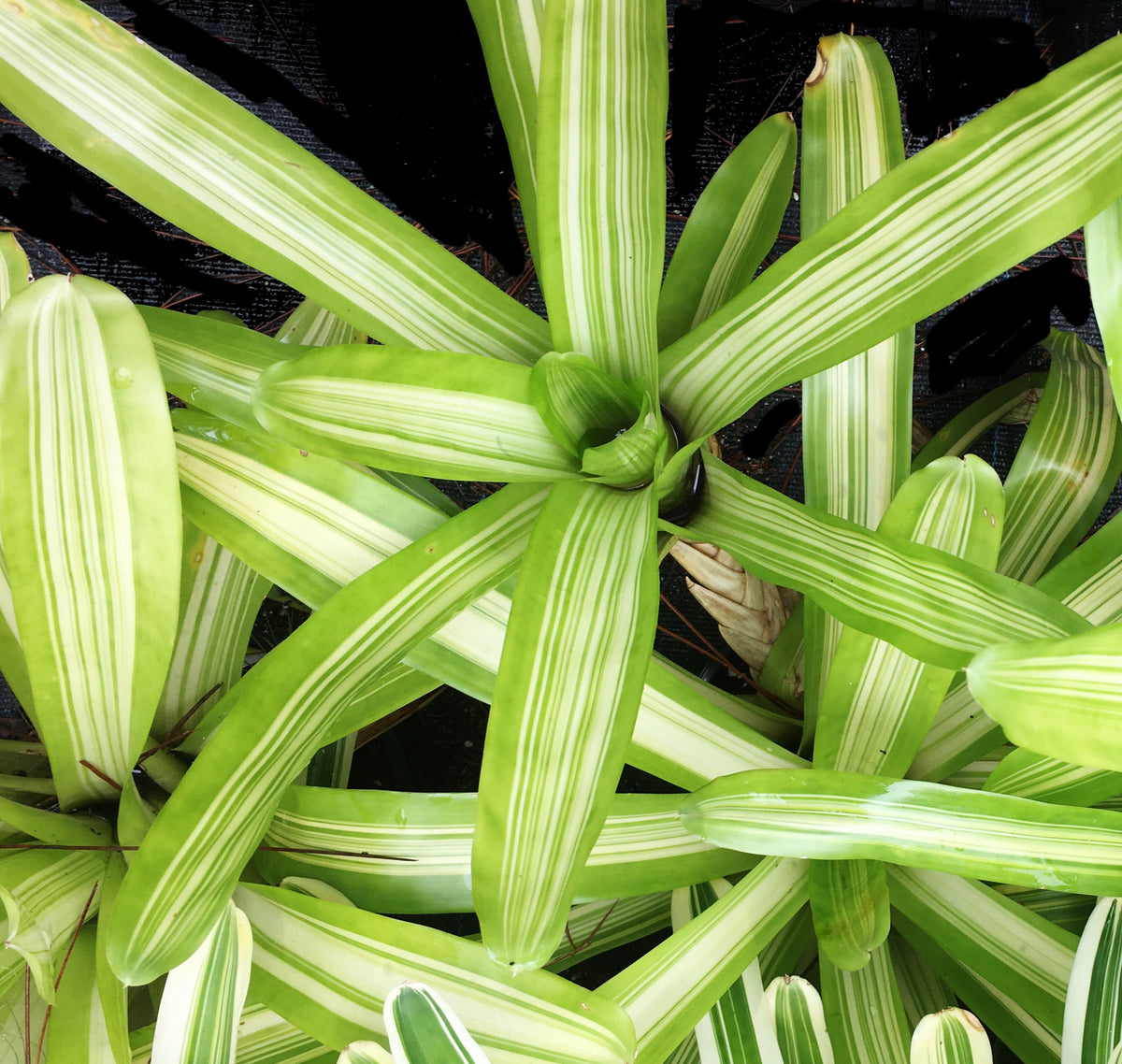 Neoregelia mcwilliamsii 'Variegated' - Bromeliad Paradise