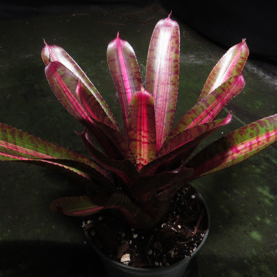 Neoregelia punctatissima 'Variegated' - Bromeliad Paradise