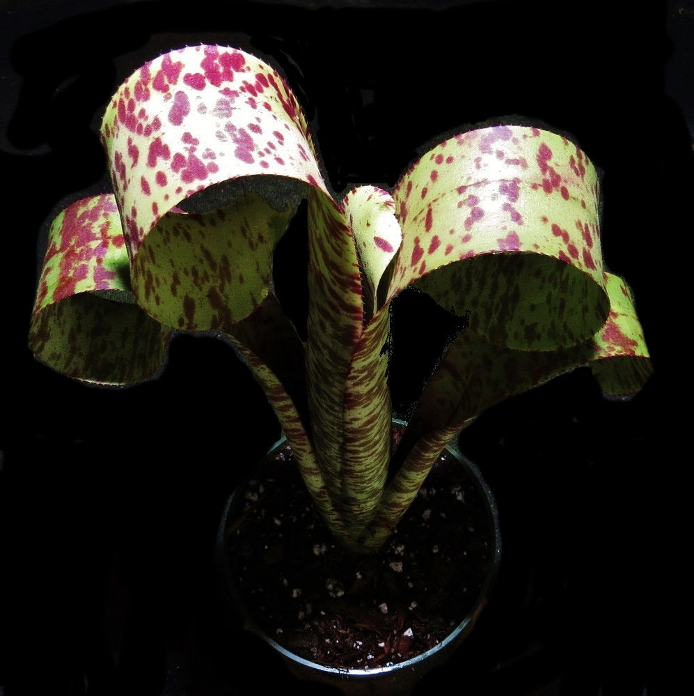 Quesnelia marmorata 'Tim Plowman' - Bromeliad Paradise