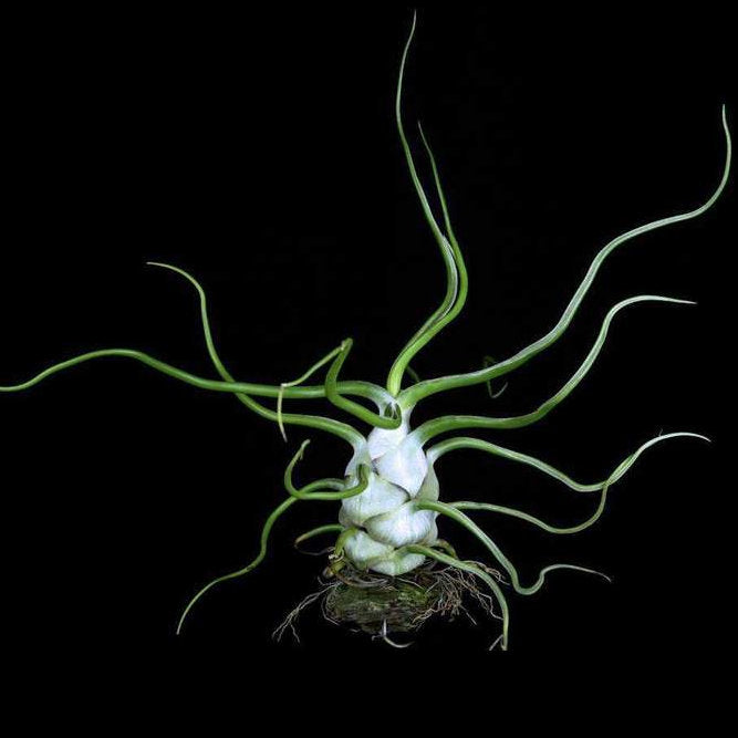 Tillandsia bulbosa Belize 'Red Form' - Bromeliad Paradise
