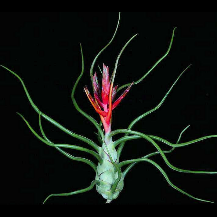 Tillandsia bulbosa Belize 'Red Form' - Bromeliad Paradise
