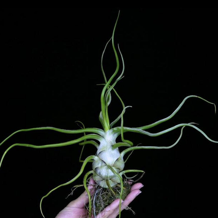 Tillandsia bulbosa Belize 'Red Form' - Bromeliad Paradise