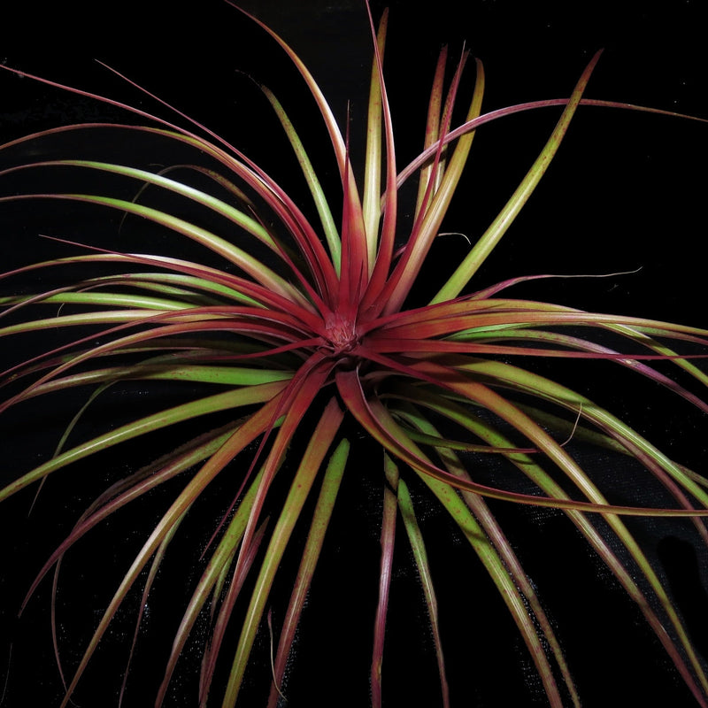 Aechmea chantinii cv. 'Black' - Bromeliad Paradise