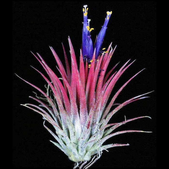 All Genera - Bromeliad Paradise