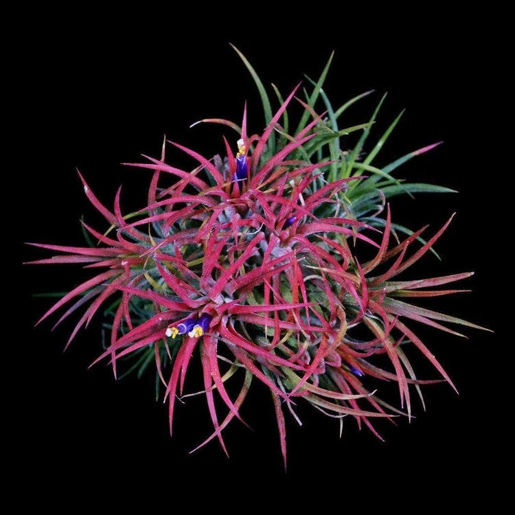 Tillandsia ionantha 'Mexican Select' - Bromeliad Paradise