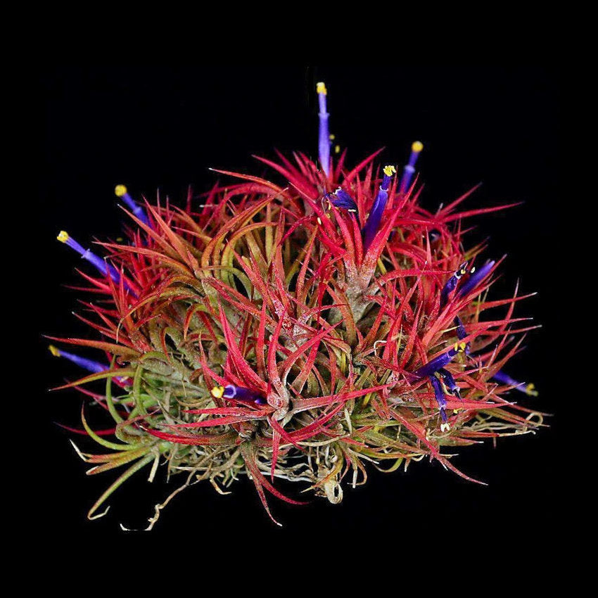 Tillandsia ionantha 'Mexican Select' Cluster - Bromeliad Paradise