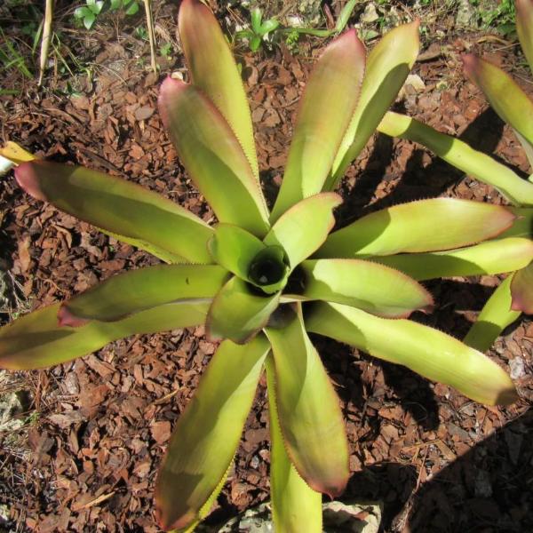 Aechmea alopecurus - Bromeliad Paradise