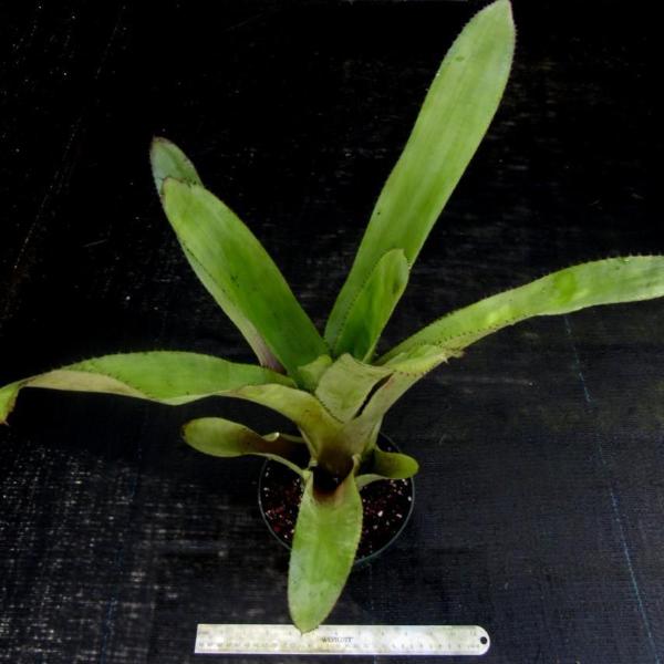 Aechmea alopecurus - Bromeliad Paradise