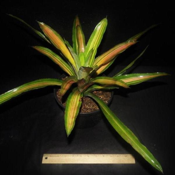 Aechmea ludmaniana 'Alvarez' - Bromeliad Paradise