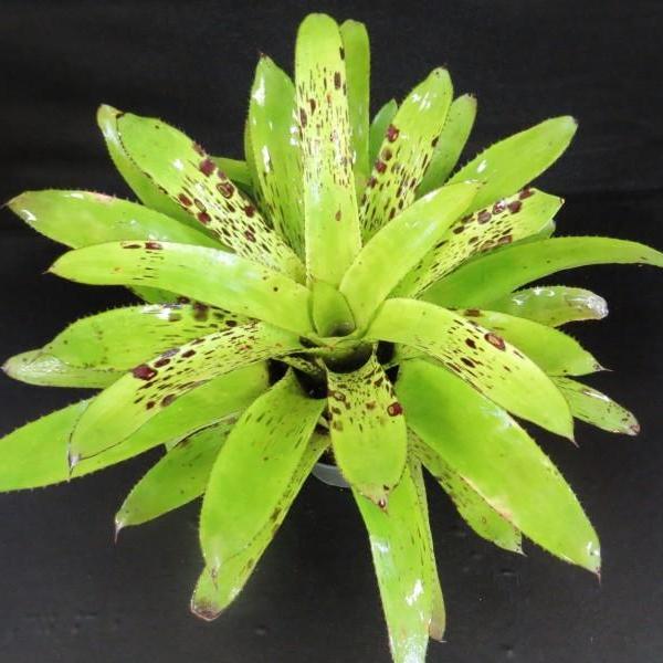 Aechmea 'Freckles' - Bromeliad Paradise