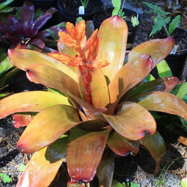 Aechmea Page 2 m - Bromeliad Paradise