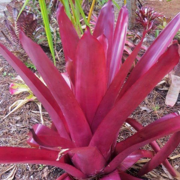 Alcantarea 'Merlot' - Bromeliad Paradise