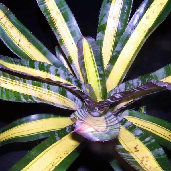 Aechmea Page 2 m - Bromeliad Paradise