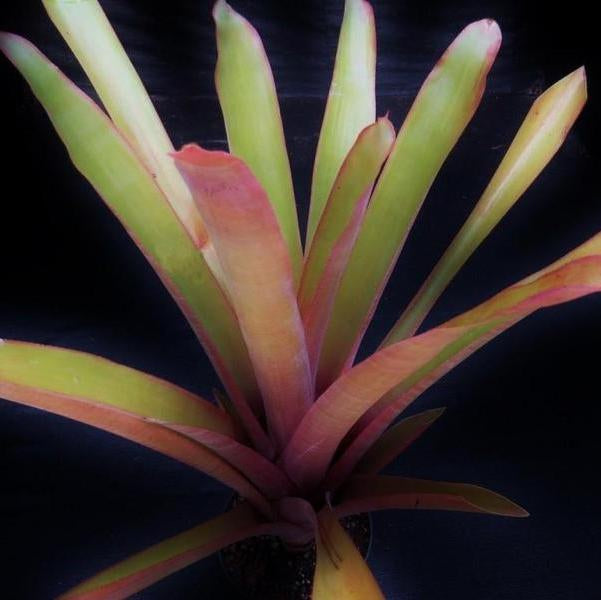 Aechmea 'Pinot Noir' - Bromeliad Paradise