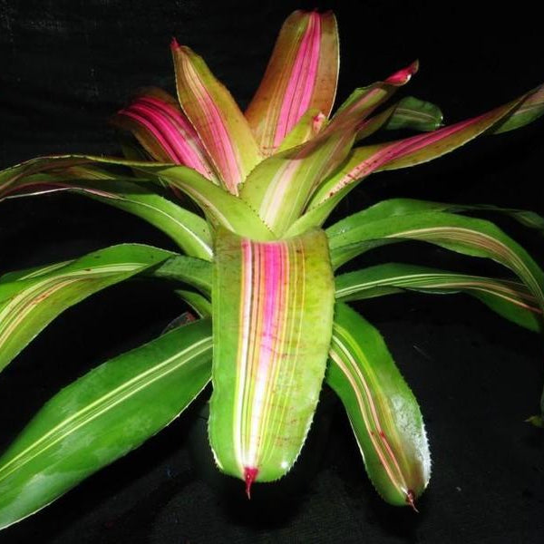 Neoregelia 'Big Blue' Variegated - Bromeliad Paradise