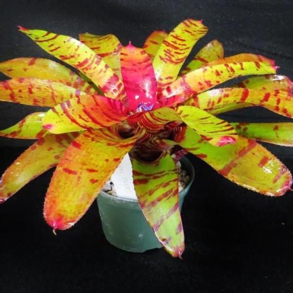 Neoregelia 'Blushing Tiger' - Bromeliad Paradise