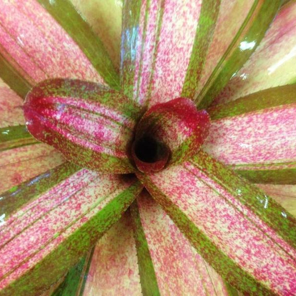 Neoregelia 'Cane Fire' - Bromeliad Paradise