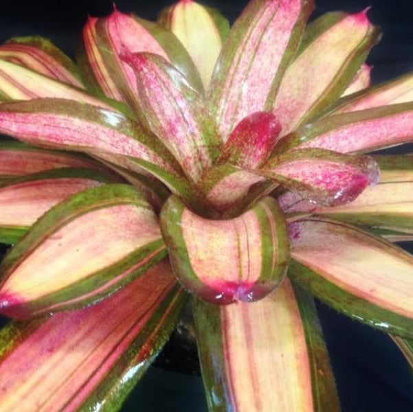 Neoregelia 'Cane Fire' - Bromeliad Paradise