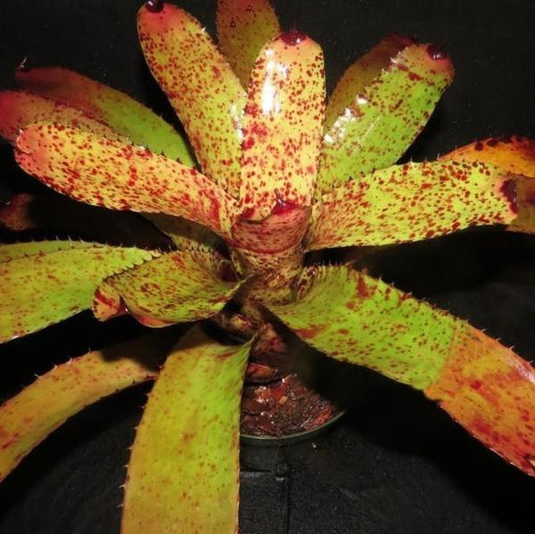 Neoregelia carcharodon 'Red Spots' - Bromeliad Paradise