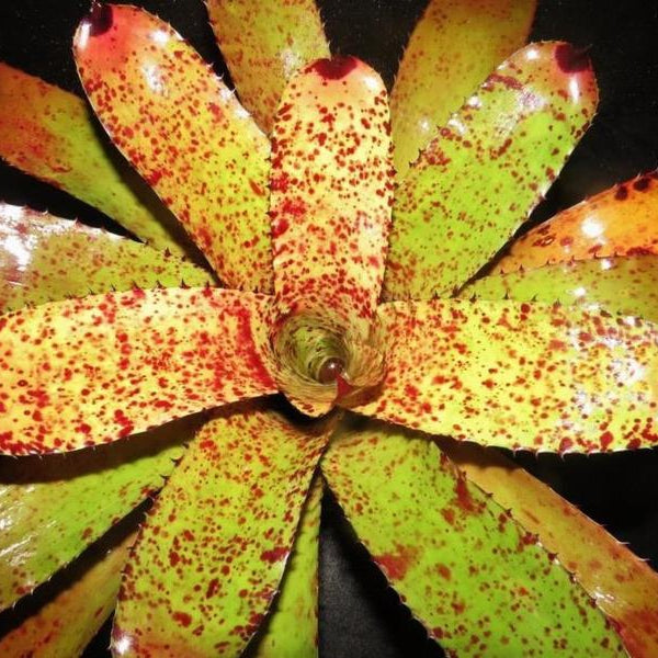 Neoregelia carcharodon 'Red Spots' - Bromeliad Paradise