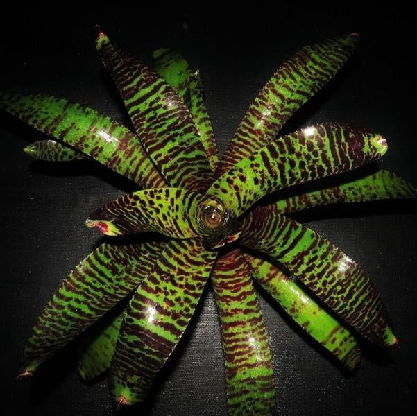 Neoregelia carcharodon 'Skotak's Tiger' x 'Norman... - Bromeliad Paradise